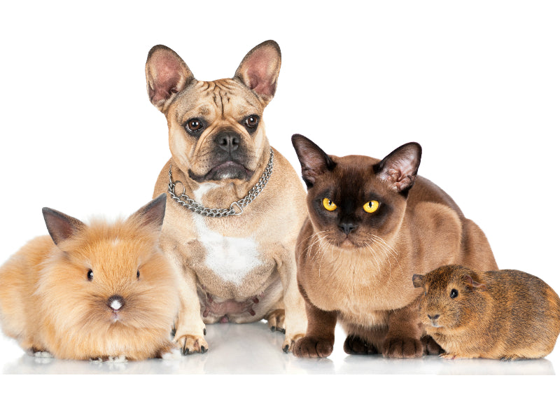 Parkside Produce - Animal Feed