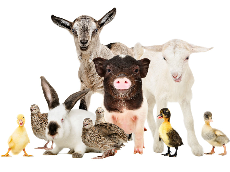 Parkside Produce - Animal Feed